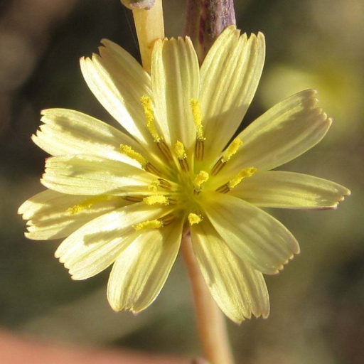 Willowleaf Lettuce (Lactuca Saligna) Plant Care & How to Grow, Water