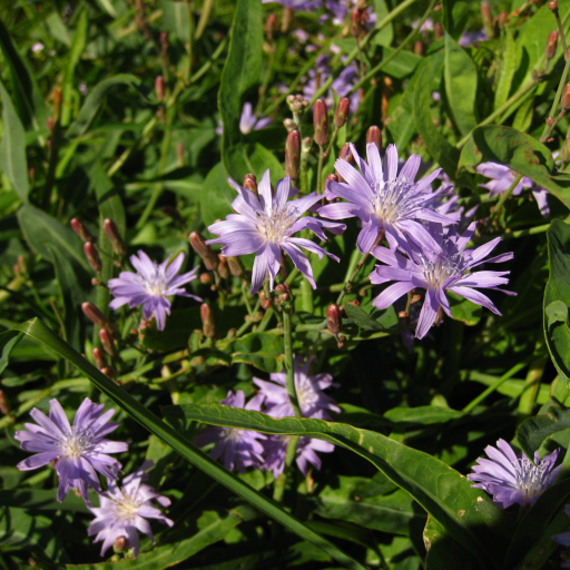 Blue Lettuce (Lactuca Tatarica) Plant Care & How to Grow, Water