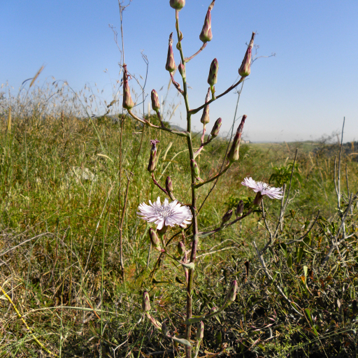 Lactuca Tuberosa Plant Care & How to Grow, Water