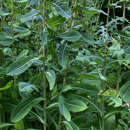 Wild Lettuce (Lactuca Virosa) Plant Care & How to Grow, Water