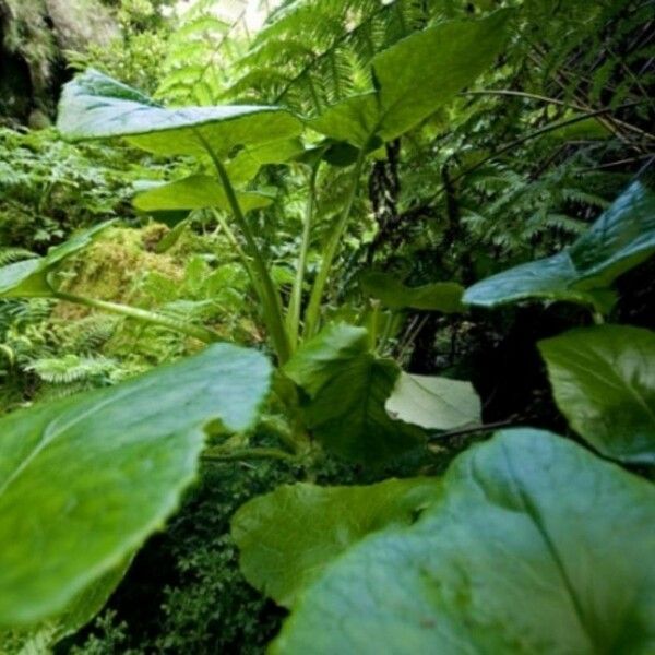 Lactuca Watsoniana Plant Care & How to Grow, Water