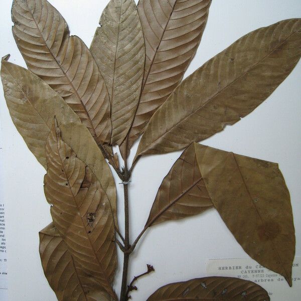 Lacunaria Jenmanii Care Guide: Water, Soil & Propagation - Plantiary