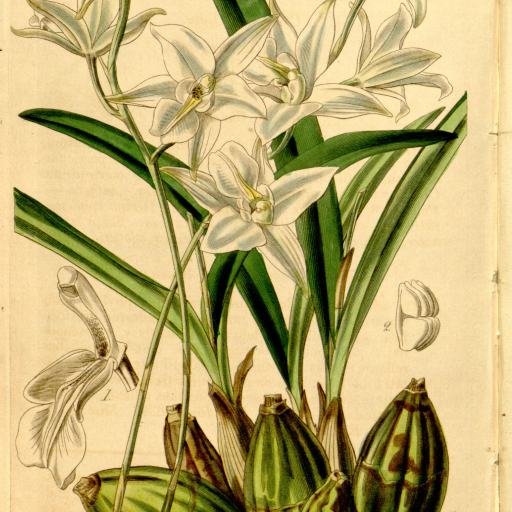 Orchid (Laelia Albida) Plant Care & How to Grow, Water