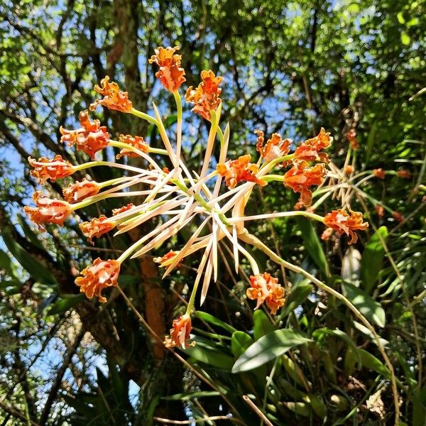 Laelia Gloriosa Care Guide: Water, Soil & Propagation - Plantiary