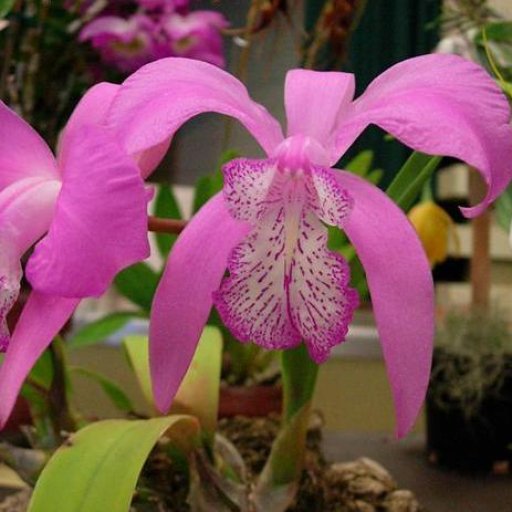 Mayflower Orchid (Laelia Speciosa) Plant Care & How to Grow, Water