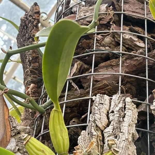 Laelia Splendida Care Guide: Water, Soil & Propagation - Plantiary