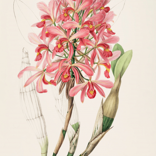 Laelia Superbiens Care Guide: Water, Soil & Propagation - Plantiary