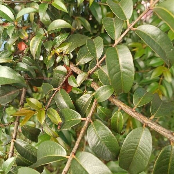 Colombian Pinwheel Tree (Lafoensia Acuminata) Plant Care & How to Grow ...