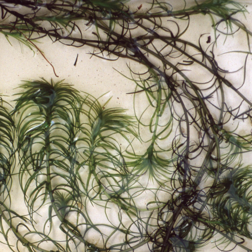 Oxygen Weed (Lagarosiphon Major) Plant Care & How to Grow, Water