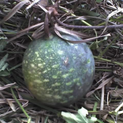 Wild Melon (Lagenaria Sphaerica) Plant Care & How to Grow, Water