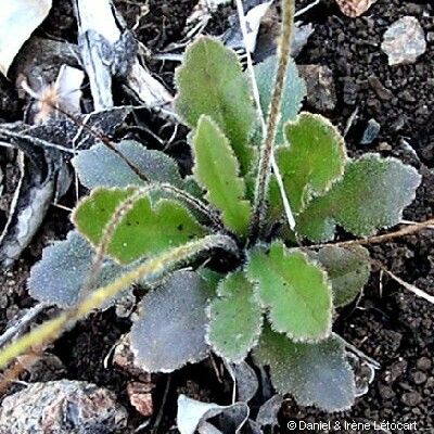 Lagenophora Lanata Care Guide: Water, Soil & Propagation - Plantiary