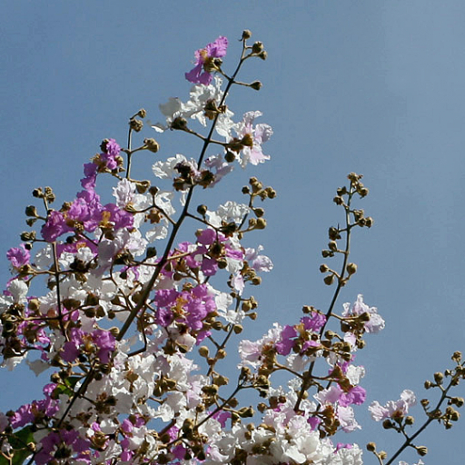 Thai Crape-Myrtle (Lagerstroemia Floribunda) Plant Care & How to Grow ...