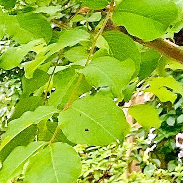 Taiwan Crepe Myrtle (Lagerstroemia Subcostata) Care Guide: Water, Soil ...