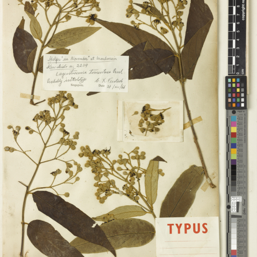 Lagerstroemia Tomentosa Care Guide: Water, Soil & Propagation - Plantiary