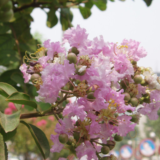 Crape Myrtles (Lagerstroemia) Plant Care & How to Grow, Water