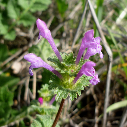 Henbit Deadnettle (Lamium Amplexicaule) Plant Care & How to Grow, Water