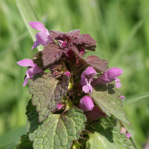 Cutleaf Deadnettle (Lamium Hybridum) Plant Care & How to Grow, Water