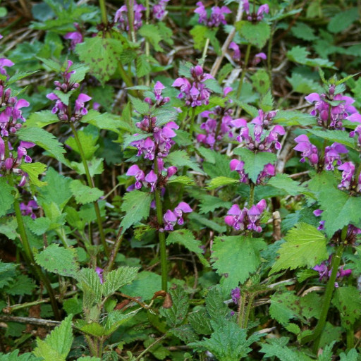 Spotted Dead-Nettle (Lamium Maculatum) Plant Care & How to Grow, Water