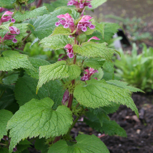 Balm-leaved Archangel (Lamium Orvala) Plant Care & How to Grow, Water