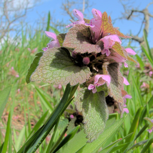 Purple Dead-nettle (Lamium Purpureum) Plant Care & How to Grow, Water