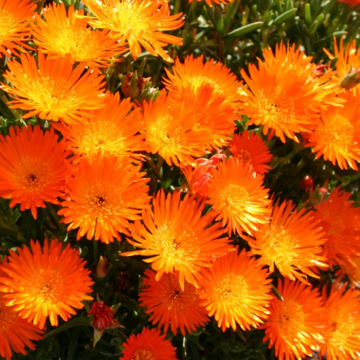 Orange Dewplant (Lampranthus Aureus) Plant Care & How to Grow, Water