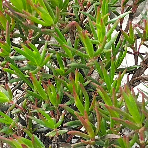 Twocolour Brightfig (Lampranthus Bicolor) Plant Care & How to Grow, Water