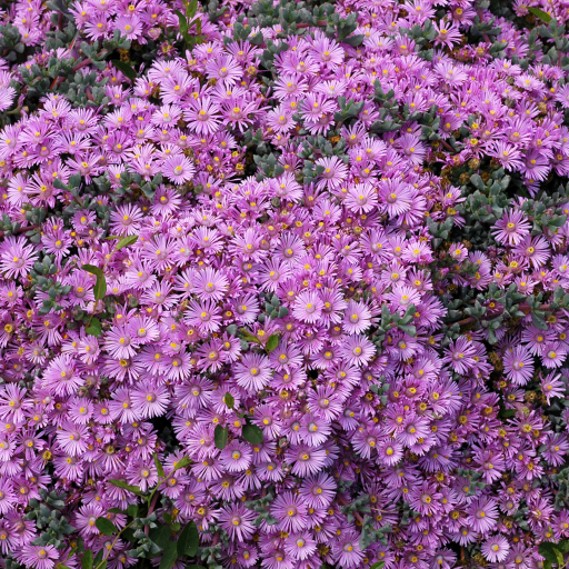 Ice (Lampranthus Deltoides) Plant Care & How to Grow, Water