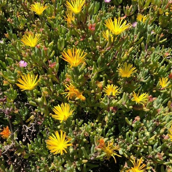 Copper Brightfig (Lampranthus Glaucoides) Plant Care & How to Grow, Water