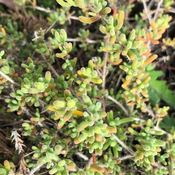 Lampranthus Stenopetalus Plant Care & How to Grow, Water