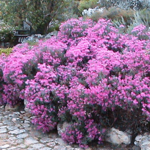 Lampranthus Plant Care & How to Grow, Water