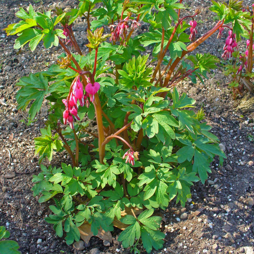 Bleeding Heart (Lamprocapnos Spectabilis) Plant Care & How to Grow, Water