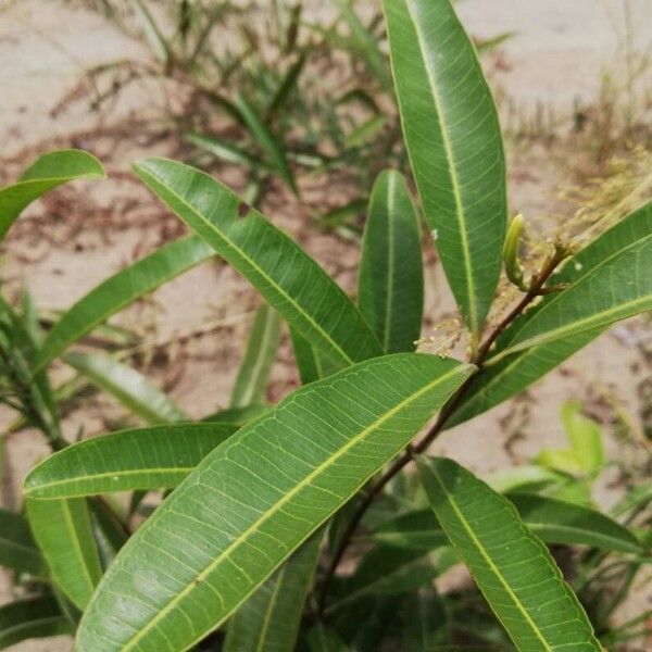Landolphia Lanceolata Care Guide: Water, Soil & Propagation - Plantiary