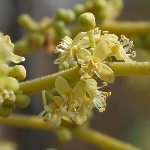 Indian Ash Tree (Lannea Coromandelica) Plant Care & How to Grow, Water
