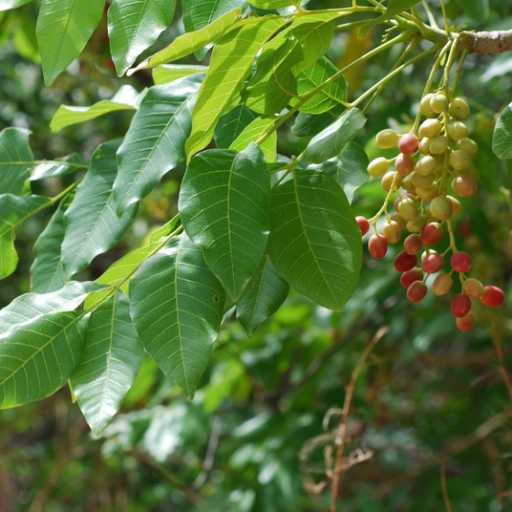 Lannea Microcarpa Plant Care & How to Grow, Water