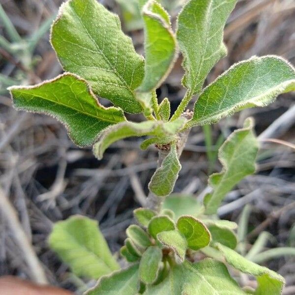 Lannea Rivae Plant Care & How to Grow, Water