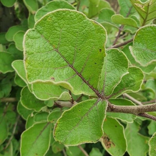 Lannea Triphylla Plant Care & How to Grow, Water