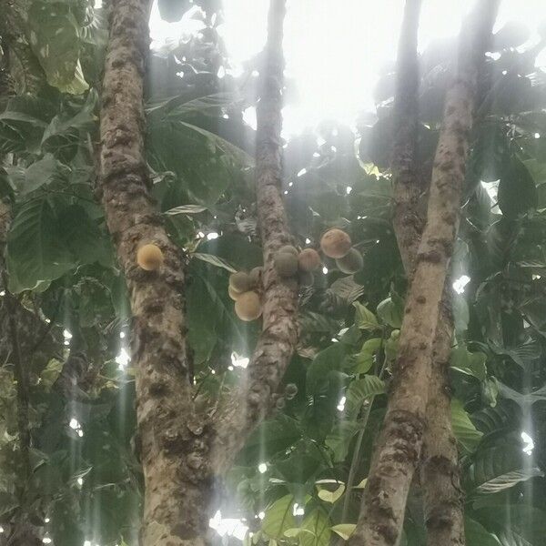 Langsat (Lansium Domesticum) Plant Care & How to Grow, Water