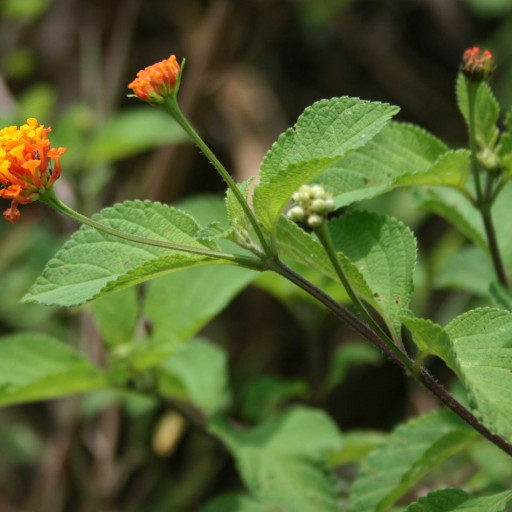 Lantana (Lantana Camara) Plant Care & How to Grow, Water