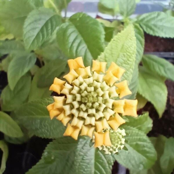 Pineland Lantana (Lantana Depressa) Plant Care & How to Grow, Water