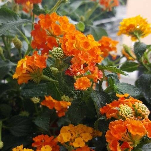 Texas Lantana (Lantana Horrida) Plant Care & How to Grow, Water