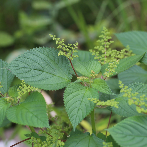 West Indian-Nettle (Laportea Aestuans) Plant Care & How to Grow, Water