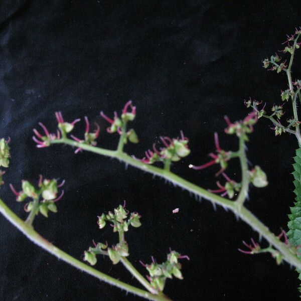 Bulbiferous Woodnettle (Laportea Bulbifera) Plant Care & How to Grow, Water