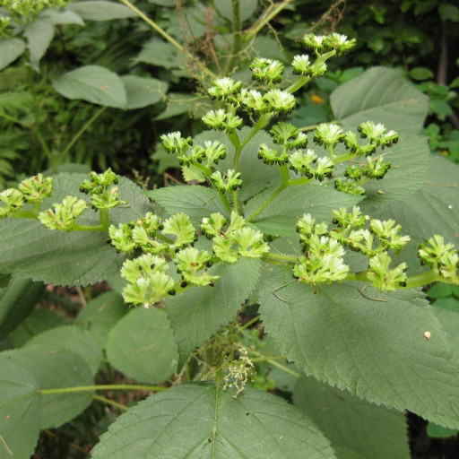 Wood-Nettle (Laportea Canadensis) Plant Care & How to Grow, Water