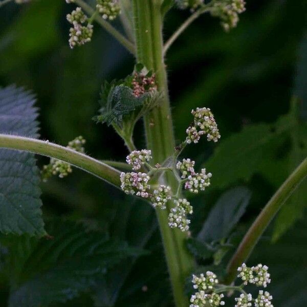 Hawaii Woodnettle (Laportea Interrupta) Plant Care & How to Grow, Water