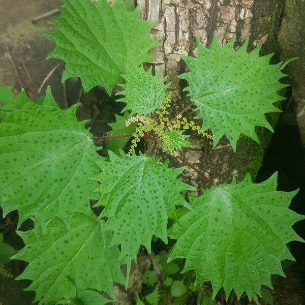 Laportea Mooreana Plant Care & How to Grow, Water