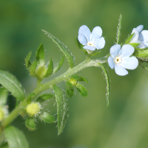 European Stickseed (Lappula Squarrosa) Plant Care & How to Grow, Water
