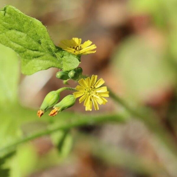 Shady Nipplewort (Lapsanastrum Humile) Plant Care & How to Grow, Water