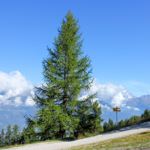 European Larch (Larix Decidua) Plant Care & How to Grow, Water