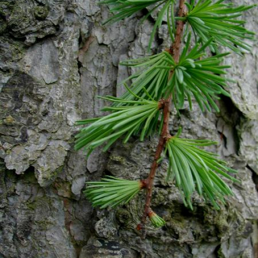 Japanese Larch (Larix Kaempferi) Plant Care & How to Grow, Water