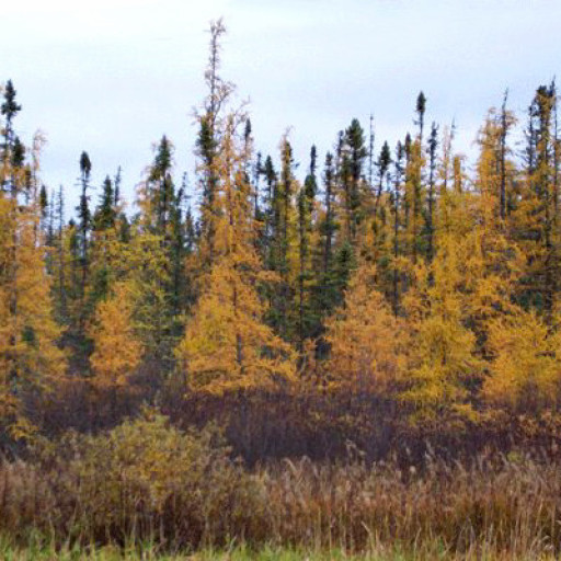 Tamarack (Larix Laricina) Plant Care & How to Grow, Water
